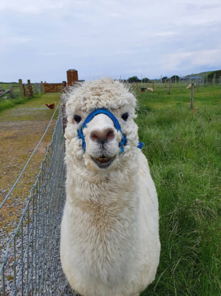 Buy General Admission Tickets online - Castle Adventure Open Farm